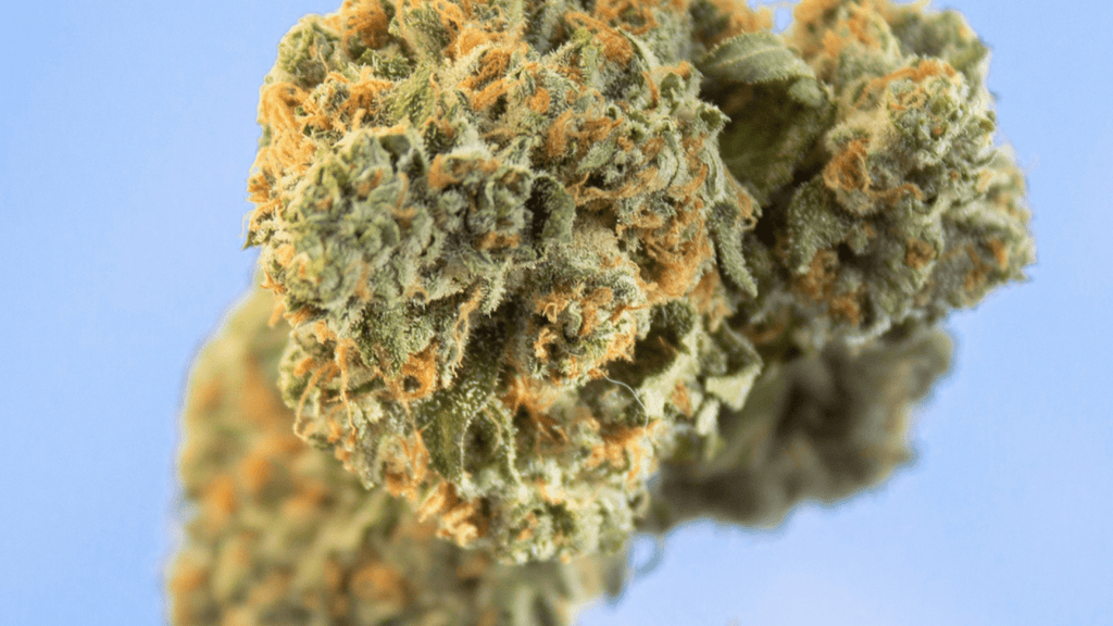 THC Dosage: How Much Is Too Much and What’s Just Right | Elevate